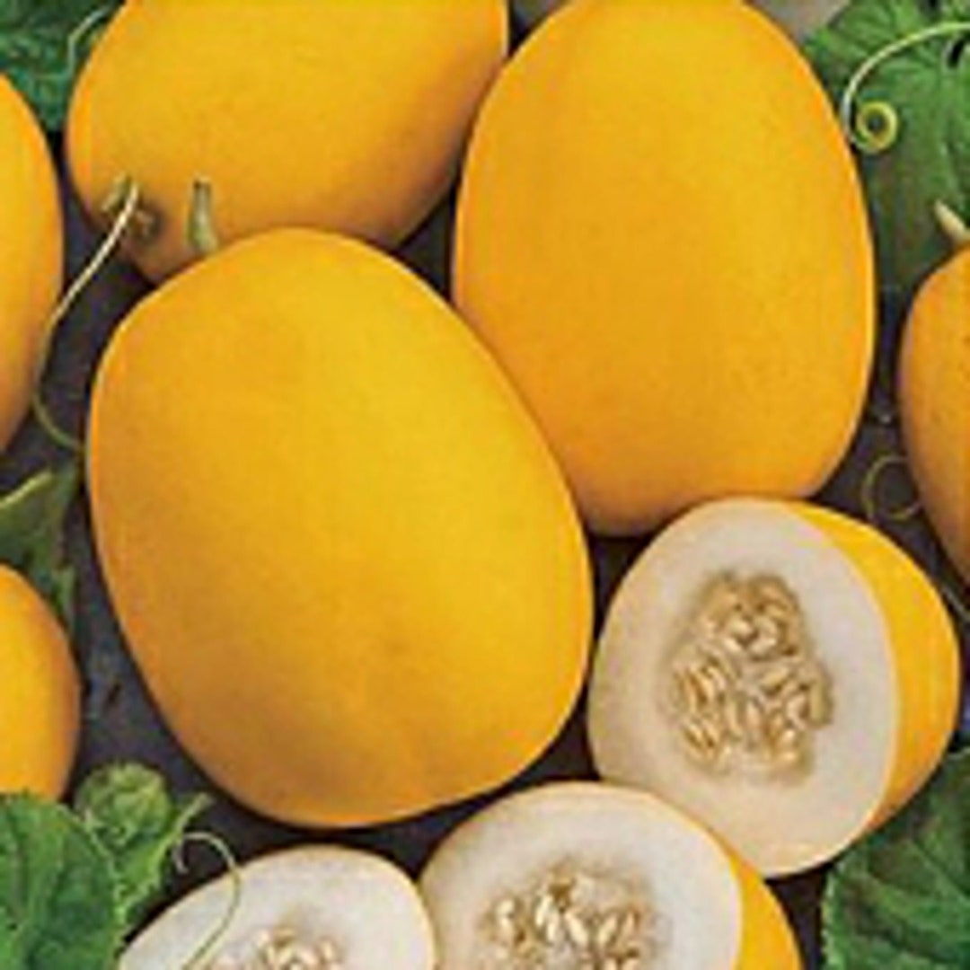 Vine Peach Melons Seeds - Etsy