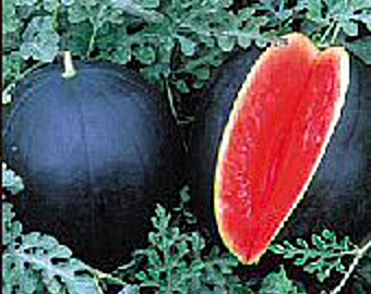 Black Watermelon Seeds - Etsy