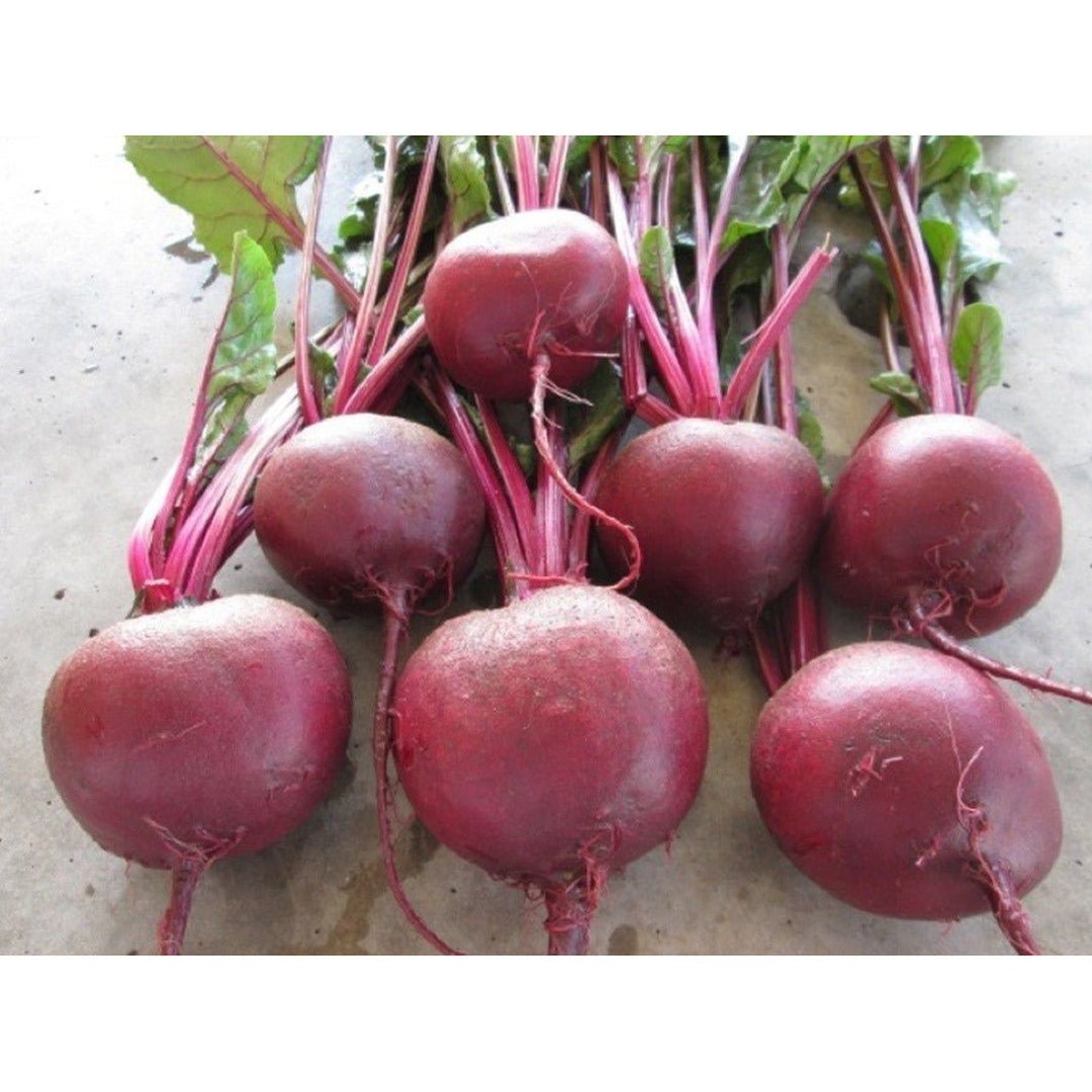 Falcon F1 Hybrid Beet Seeds - Etsy