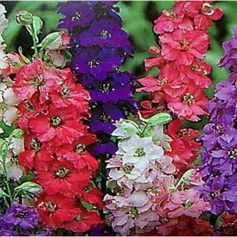 Giant Imperial Mix Larkspur Seeds - Etsy