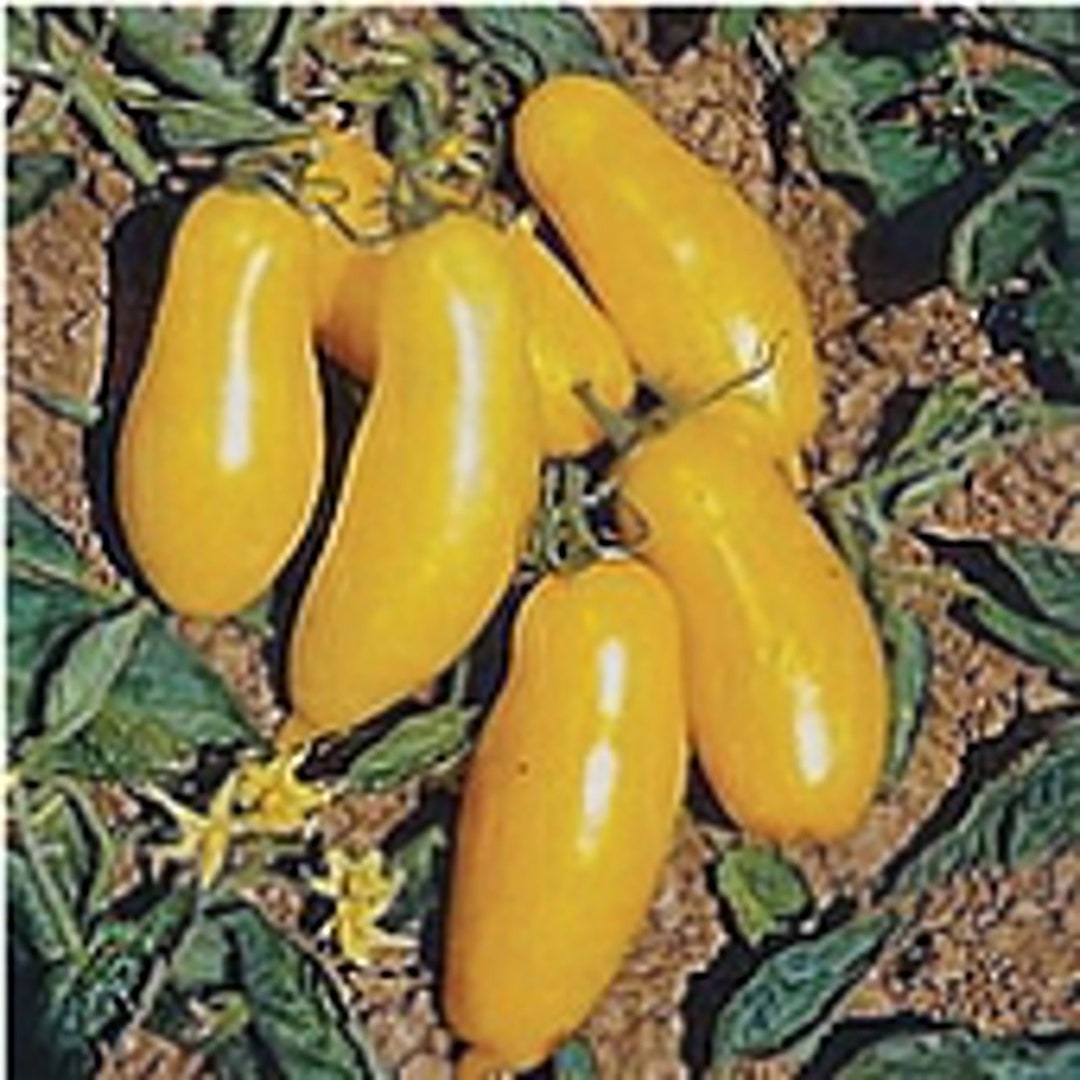 Banana Legs Tomato Seeds - Etsy