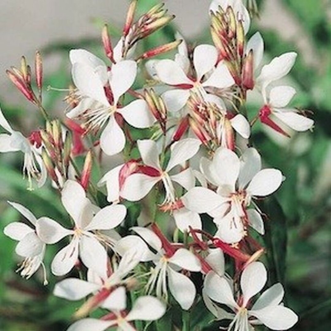 Gaura Seeds gaura Lindheimeri - Etsy