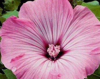 Rose Mallow Flower Seeds Also Know as Tree Mallow cool - Etsy