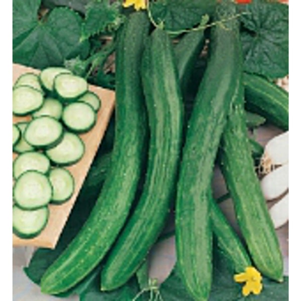 Chinese Cucumber Seeds - Etsy