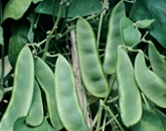 Early Thorogreen Lima Bean Seeds Early Bush Beans 25 Seeds - Etsy