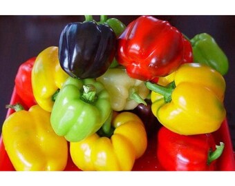 Sweet Mini Bell Pepper Mix - Etsy