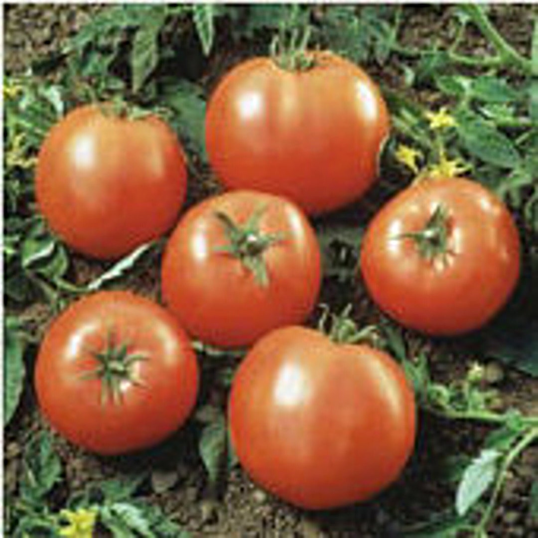 Prime Beef Goliath Tomato Seeds - Etsy