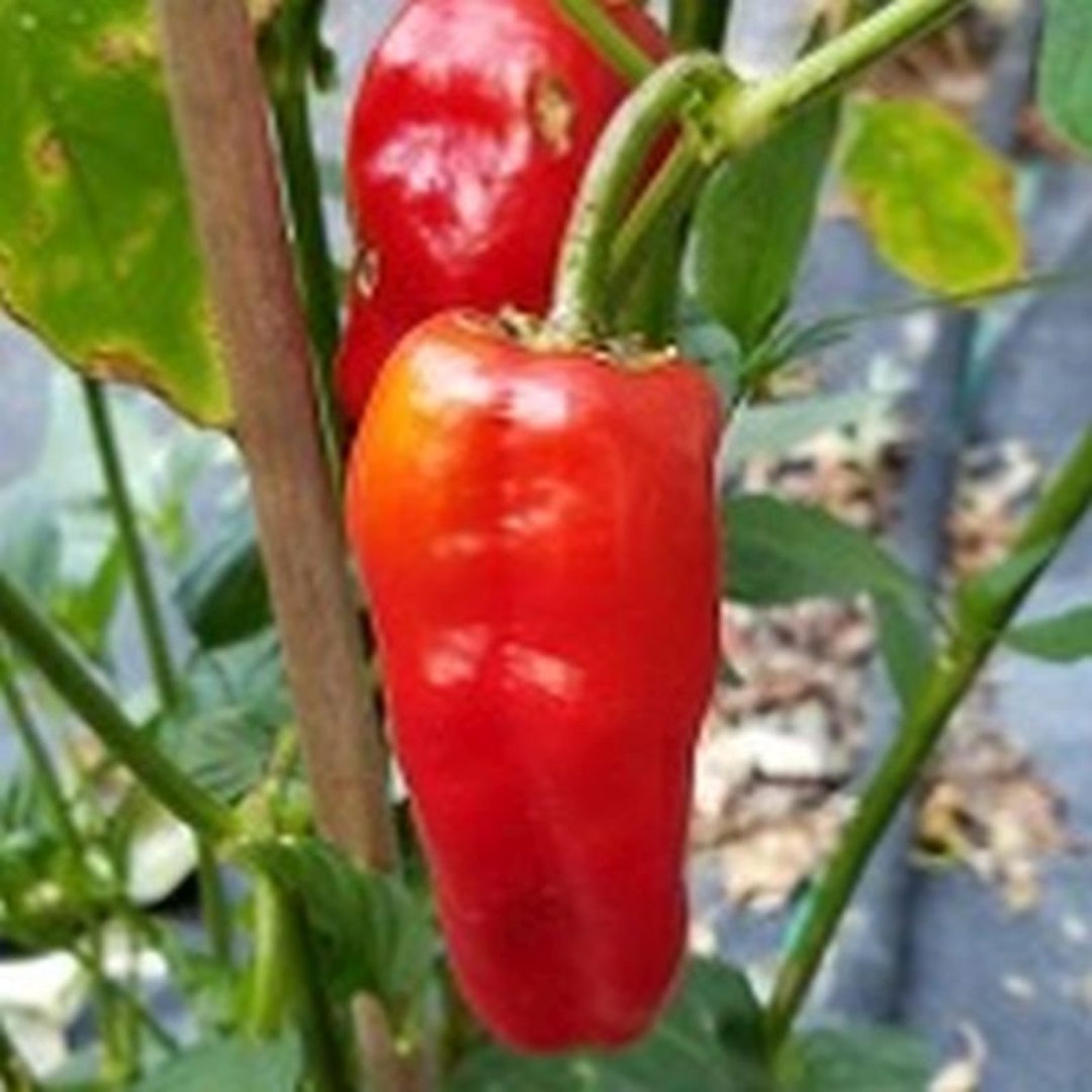 Pimiento De Cheiro Hot Pepper Seeds - Etsy