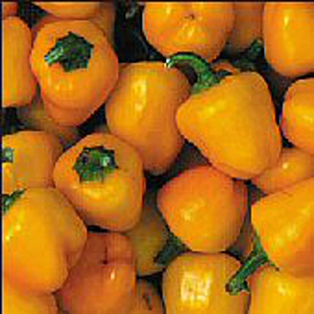 Miniature Sweet Bell Peppers yellow Seeds - Etsy