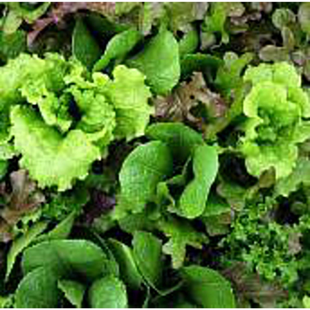 Mesclun Blend Lettuce Seeds - Etsy