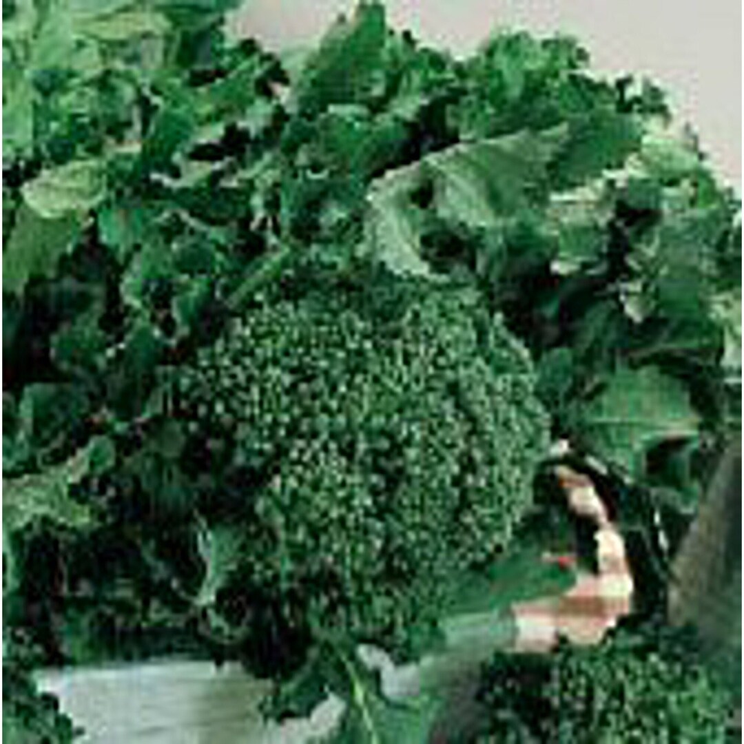 Calabrese Broccoli Seeds - Etsy