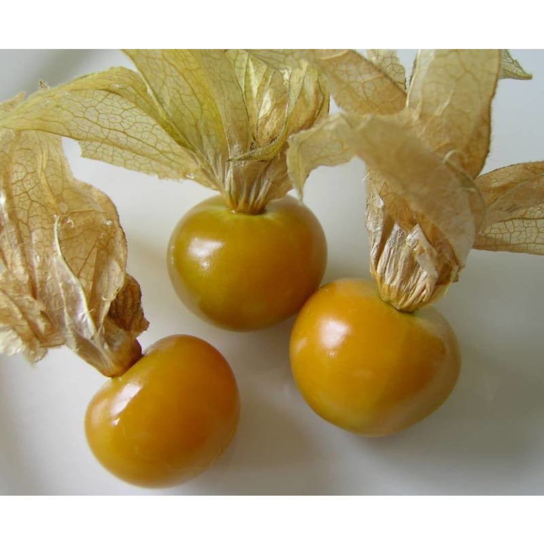 Little Lanterns Ground Cherry Husk Cherry Seeds - Etsy