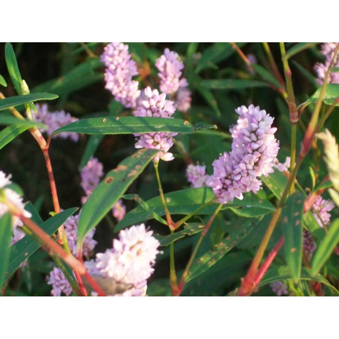 Pennsylvania Smartweed Seeds - Etsy