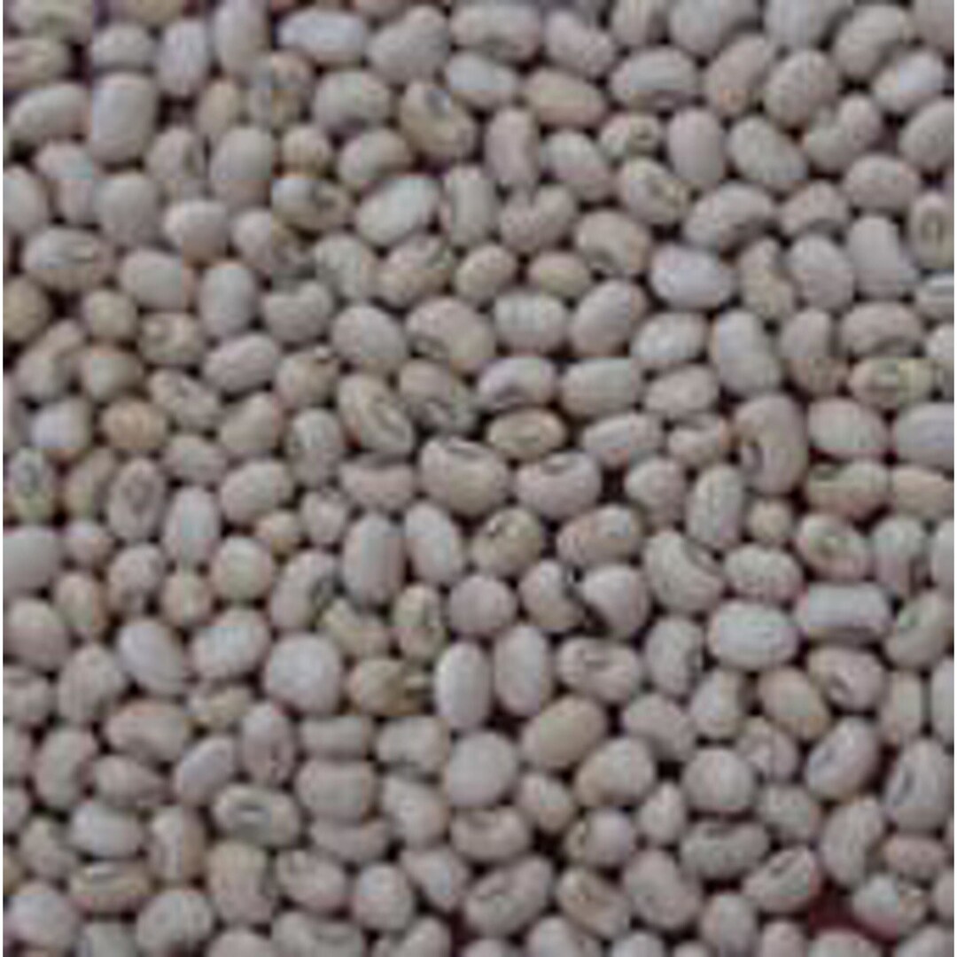 White Acre Cowpeas Seeds - Etsy
