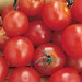 Perfect Flame Tomato Seeds - Etsy