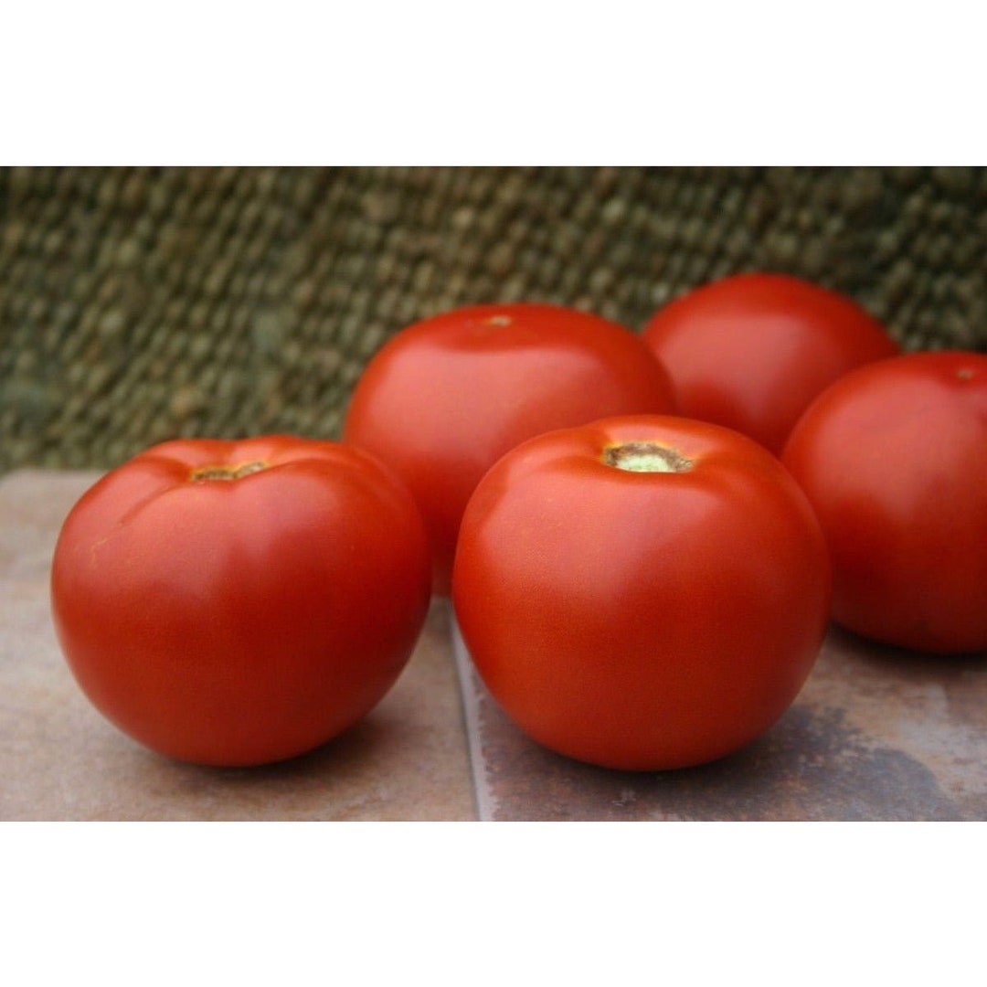 Mt. Glory F1 Hybrid Tomato Seeds - Etsy
