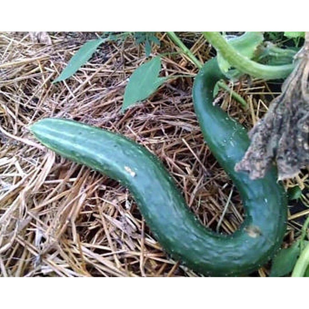 Chinese Snake Cucumber Seeds - Etsy