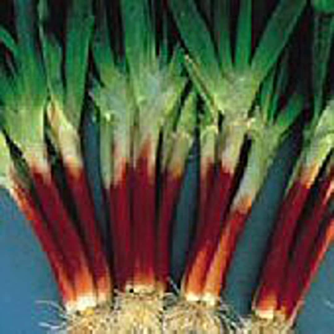 Crimson Forest Bunching Onions Seeds - Etsy