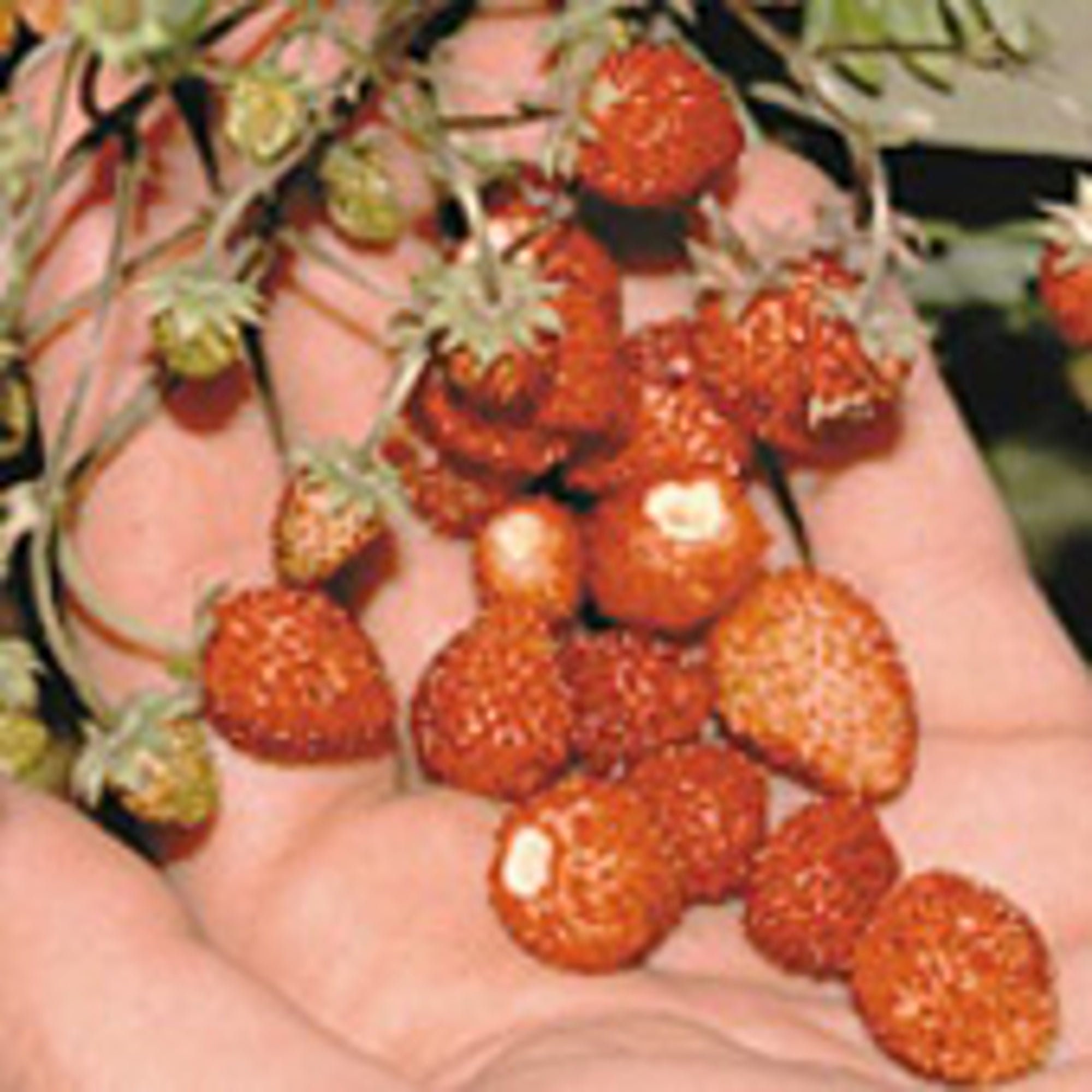 Italian Alpine Strawberries Seeds - Etsy