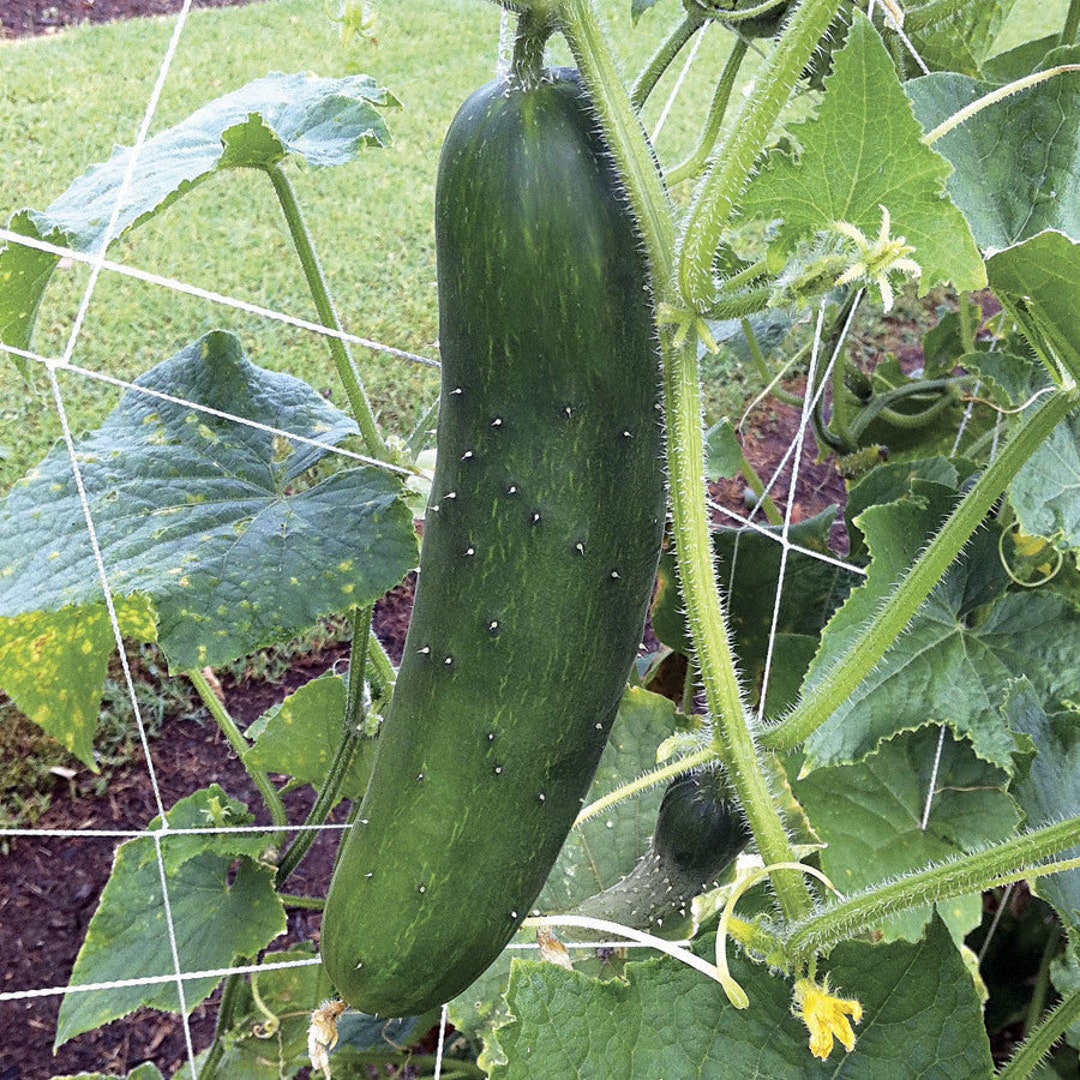 Sir Crunch a Lot Hybrid Cucumber Seeds - Etsy
