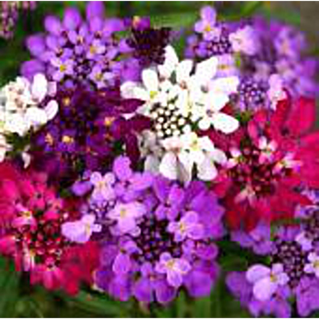 Candytuft Flowers fairy Mixed Seeds - Etsy