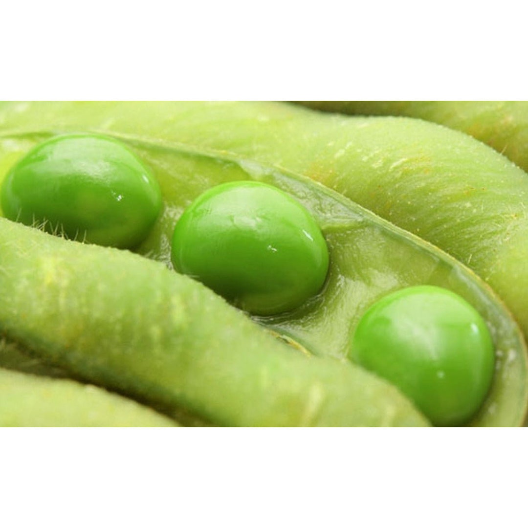 Soybean Seeds edamame Seeds - Etsy