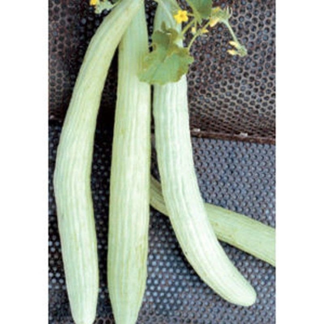 Lungo Tortarello Chiaro Italian Cucumber Seeds - Etsy