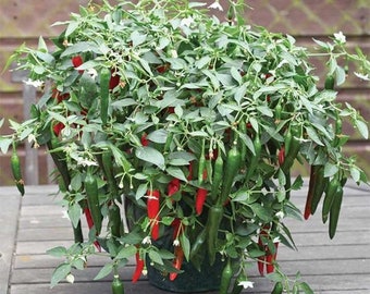 Peter Chili Willy Heirloom Pepper Premium Seed Packet - Etsy