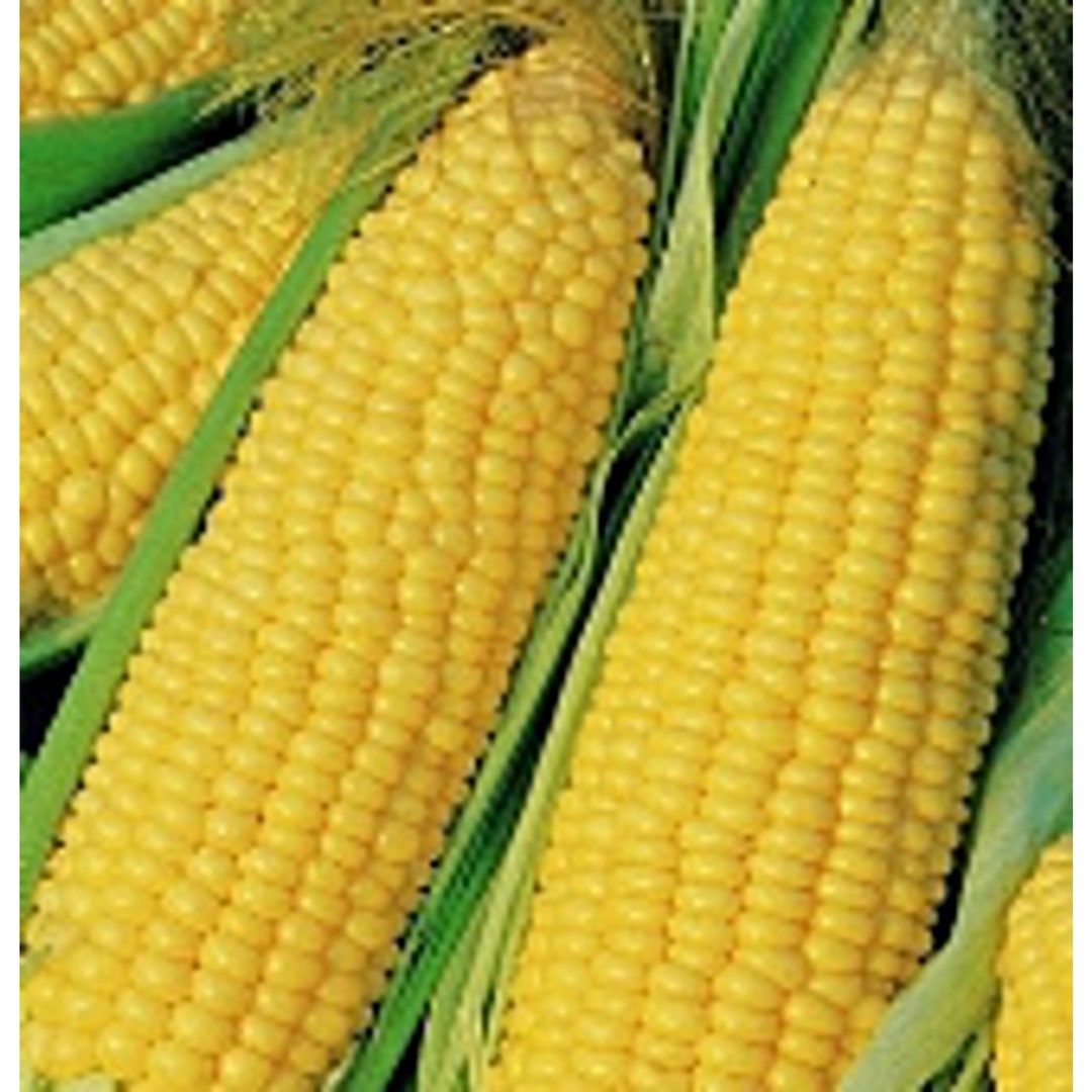 Trucker's Favorite Corn yellow Seeds - Etsy