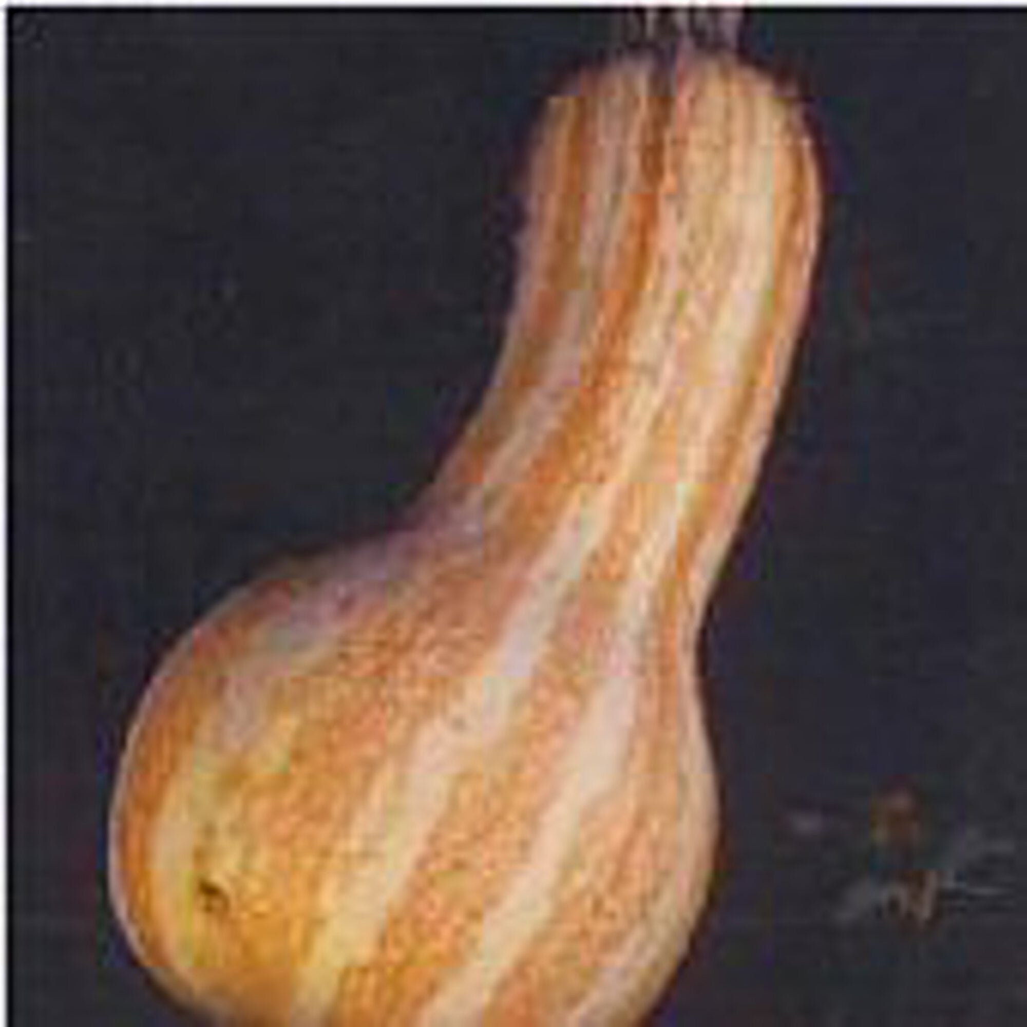 Striped Cushaw Squash