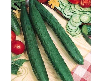 50 CHINA JADE Burpless Cucumber Seeds Non-gmo Heirloom Great - Etsy