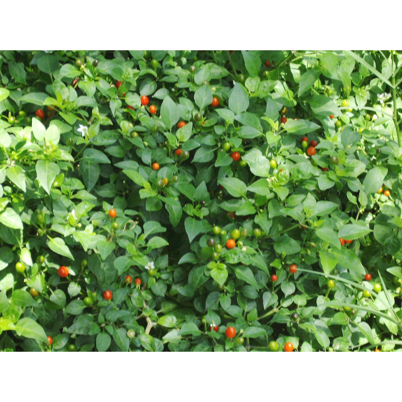 Birds Eye Pepper Seeds - Etsy