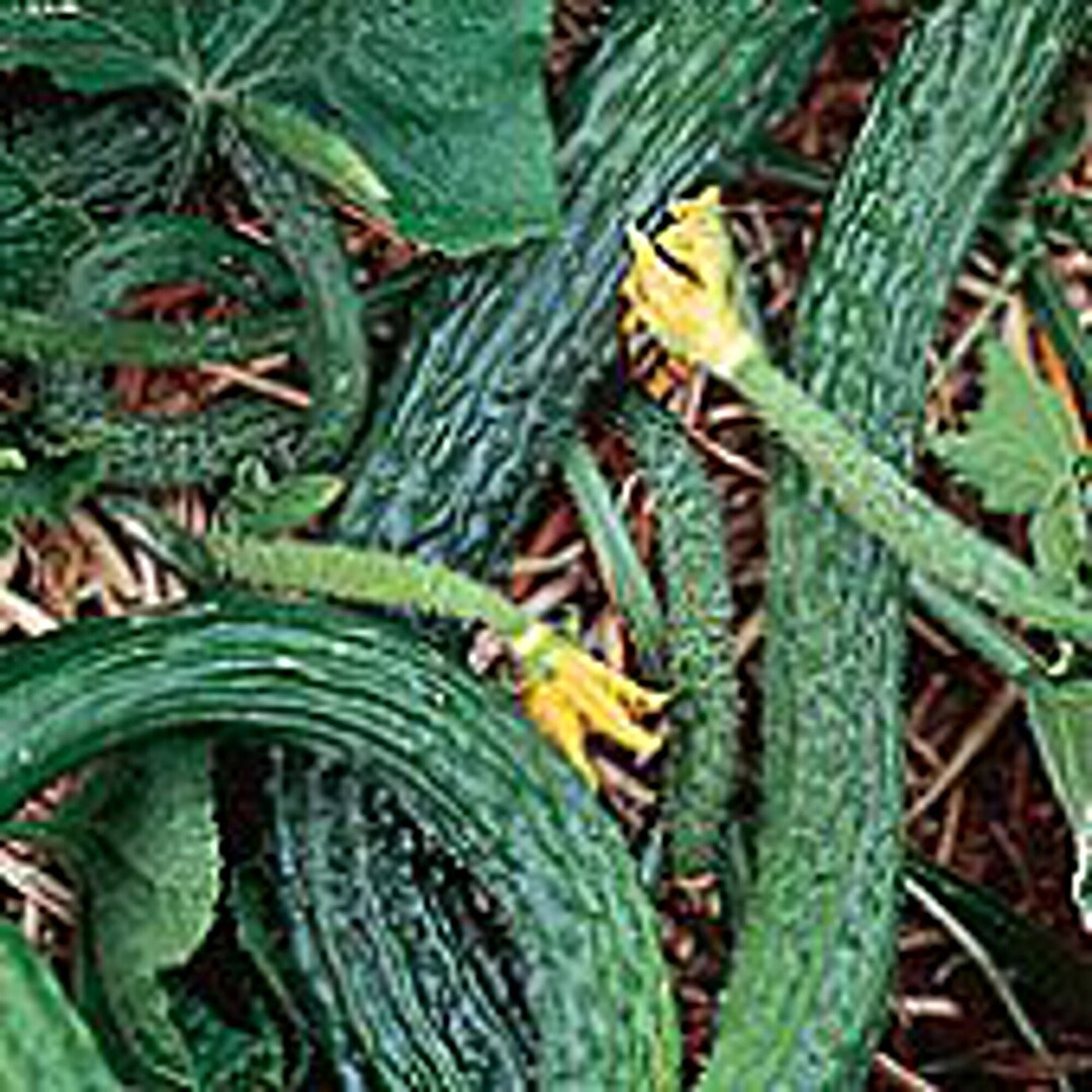 Suyo Long Cucumbers Seeds - Etsy