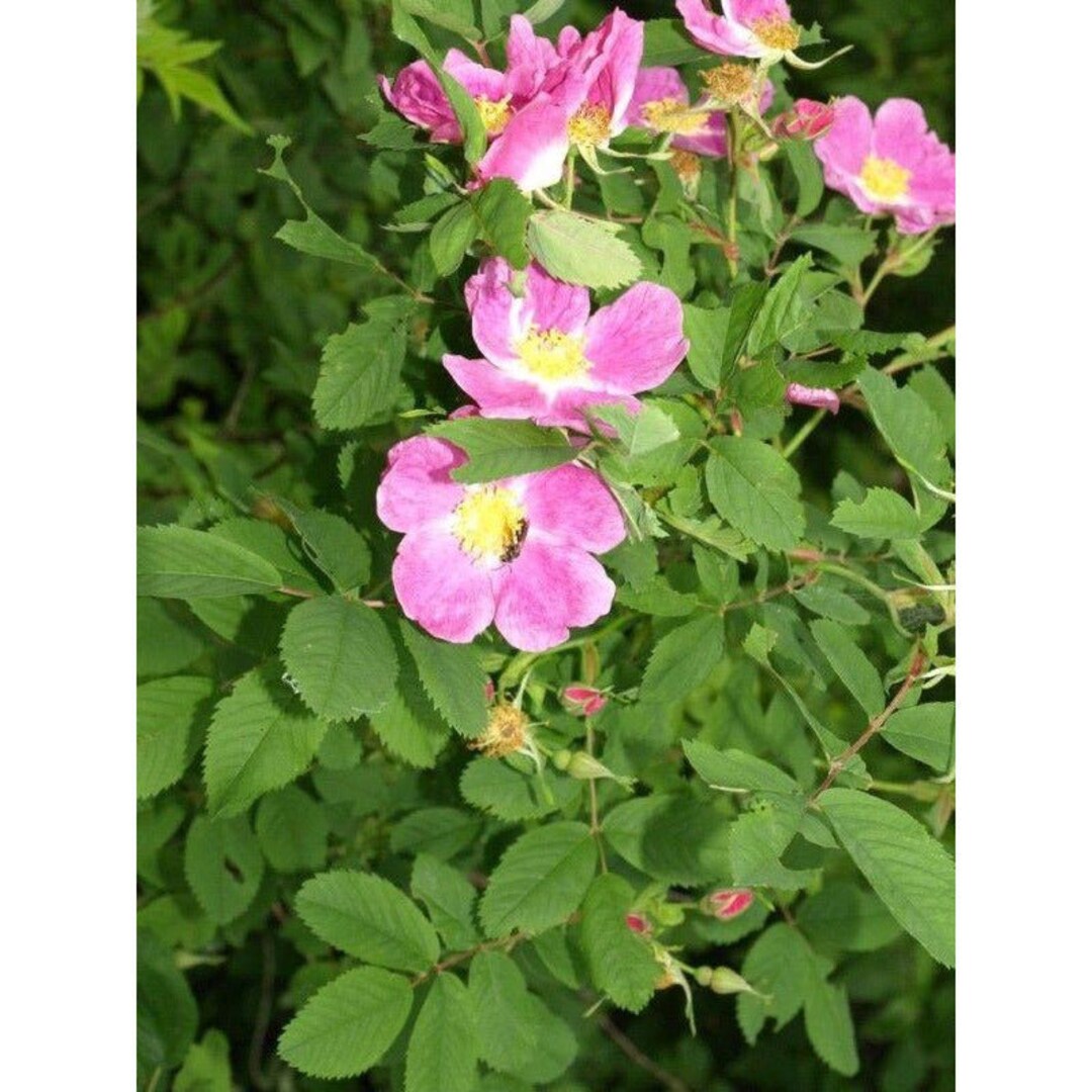 Rosa Blanda Early Wild Rose Seeds - Etsy