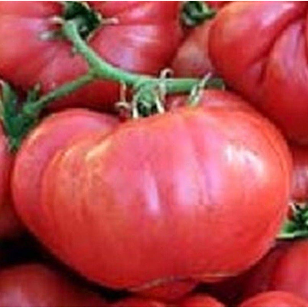 Big Raspberry Tomato Seeds - Etsy