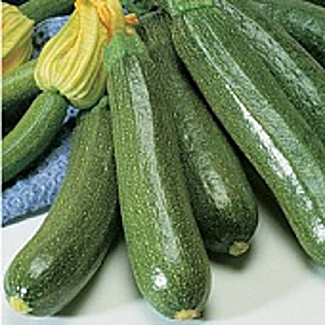 Fordhook Zucchini Squash Seeds - Etsy