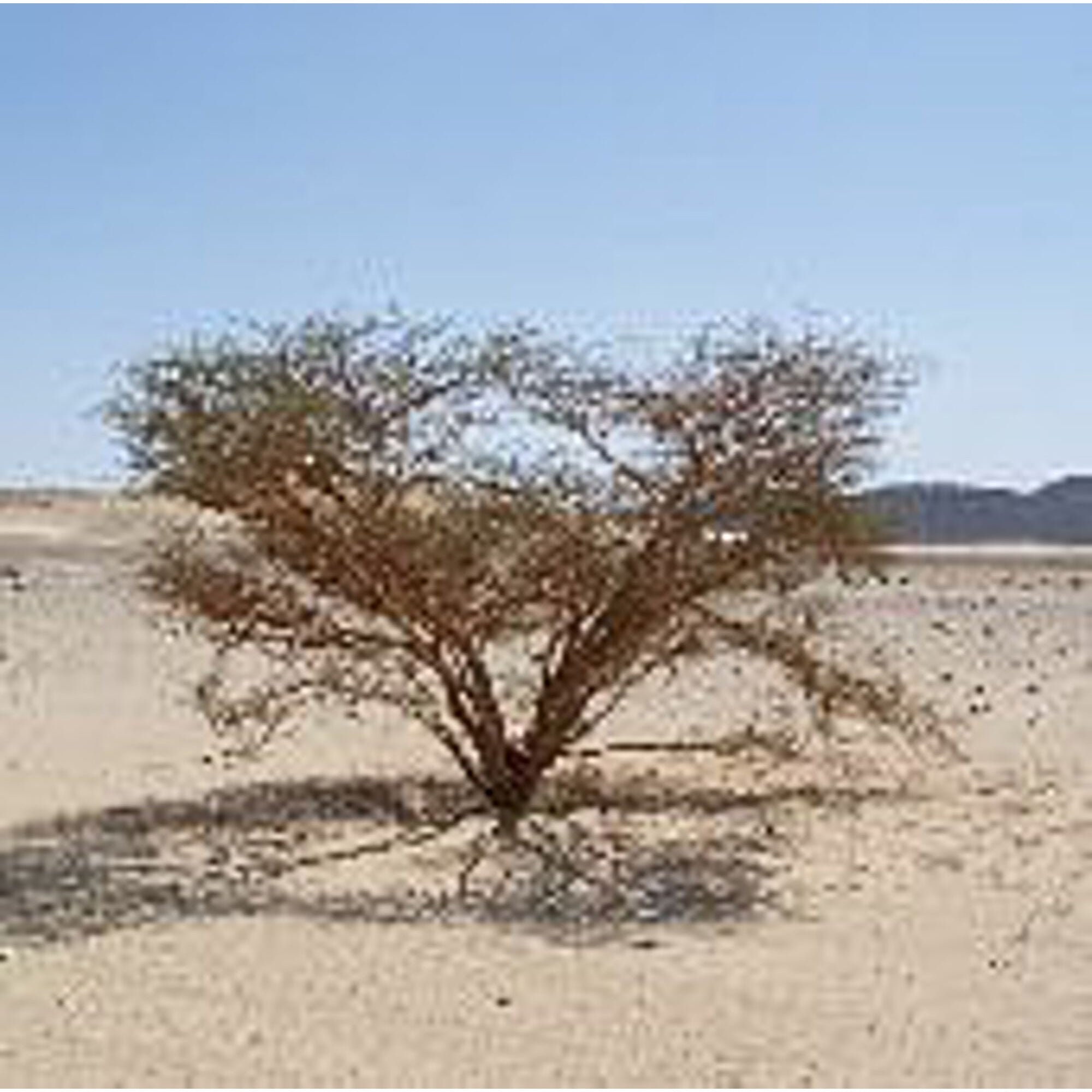 Keekar Tree In Desert