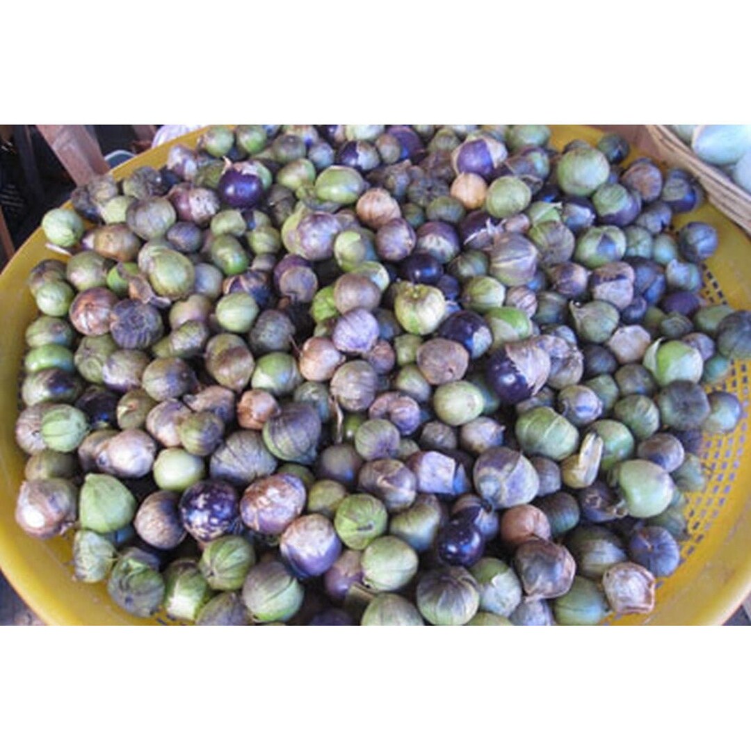 Michoacan Tomatillo Seeds - Etsy
