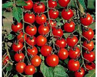 Super Sweet 100 Tomato Heirloom Seeds NJ USA Grower Heirloom Organic ...