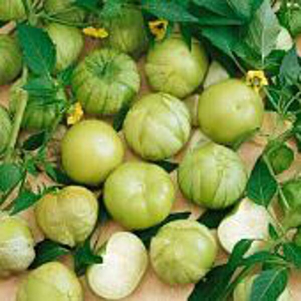 Tomatillo Seeds - Etsy