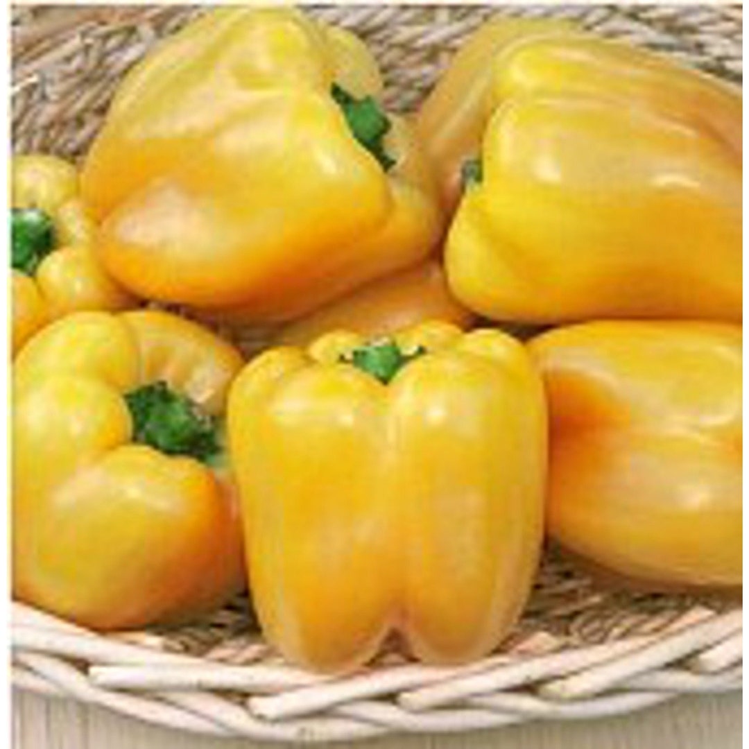 Golden Summer Sweet Peppers Seeds - Etsy