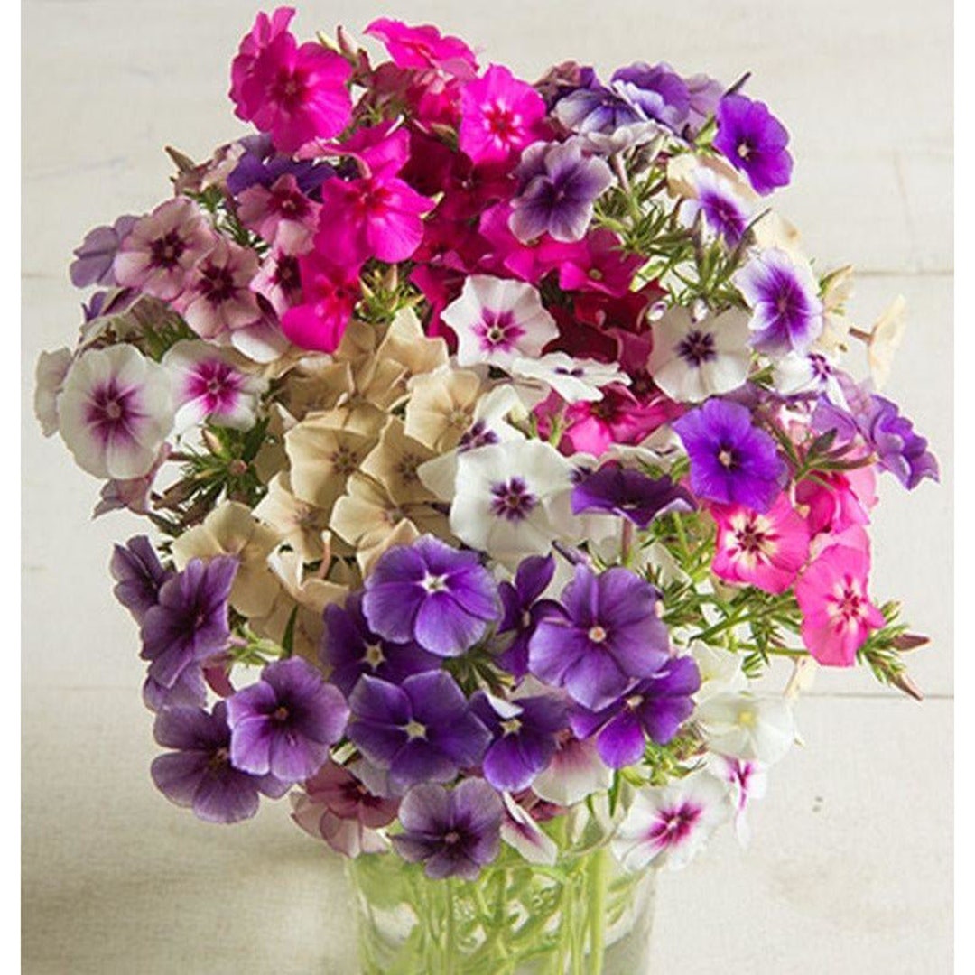 Annual Phlox Mixed Colors - Etsy