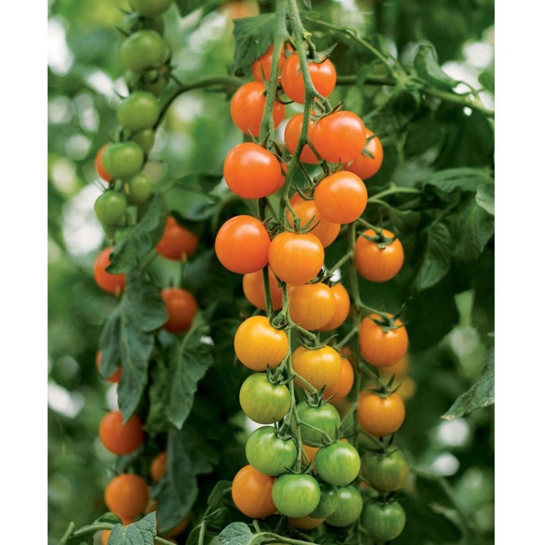 Toronjina F1 Hybrid Tomato Seeds - Etsy