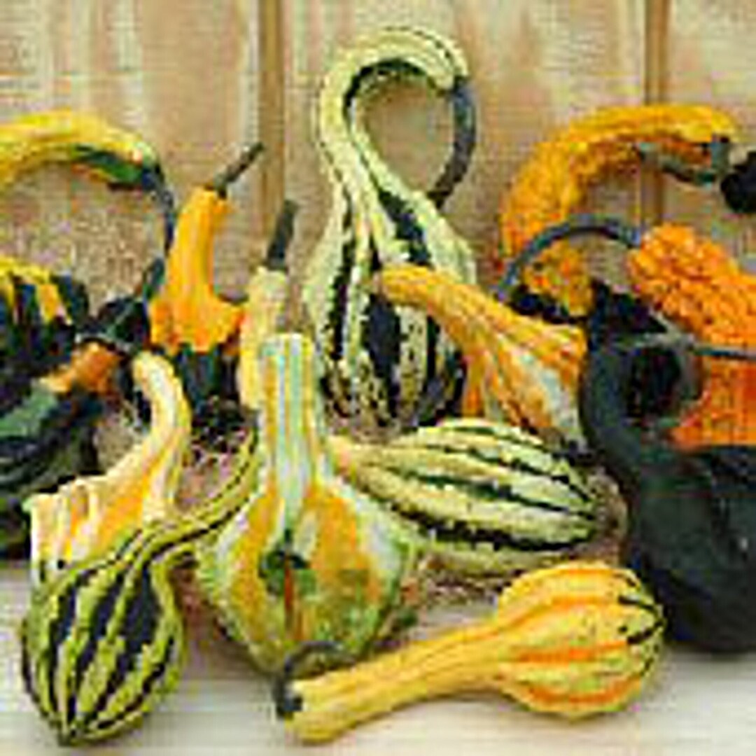 Autumn Wings Gourds small Seeds - Etsy