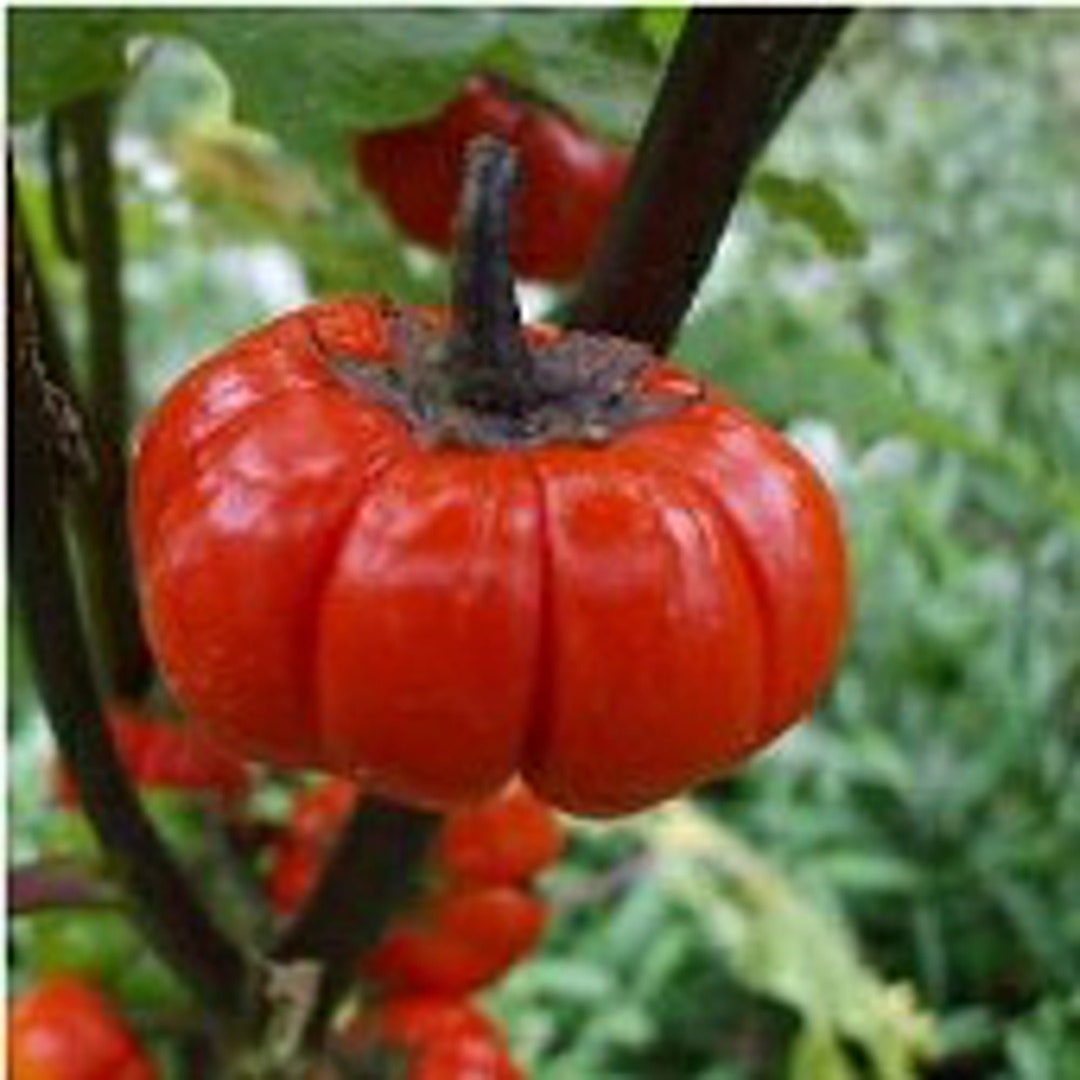 Red Ruffled Eggplants Seeds - Etsy