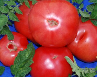 Heirloom Tomato Eva Purple Ball 70 Day Purple Indeterminate - Etsy