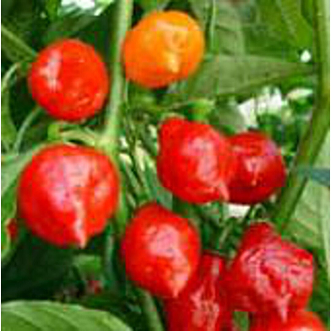 Australian Lantern Hot Peppers red Seeds - Etsy