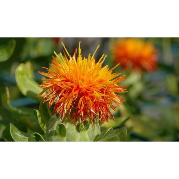 Safflower Sprouts