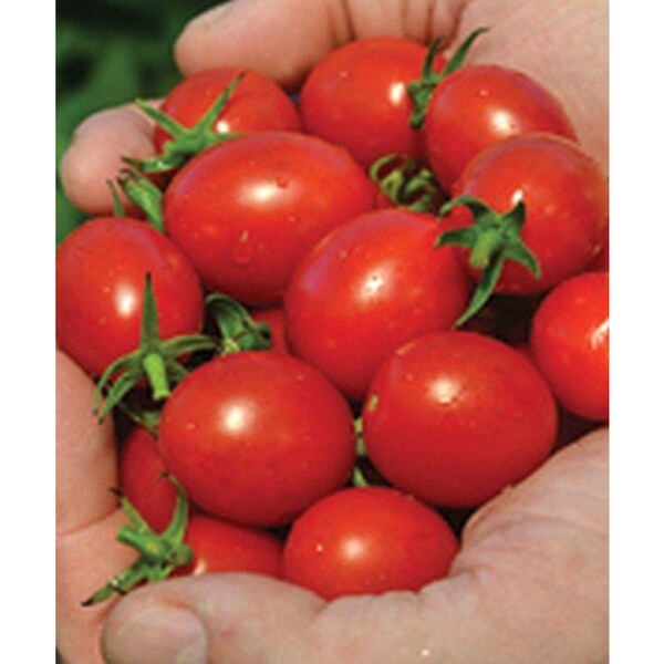 Honey Bomb Tomato Seed - Etsy