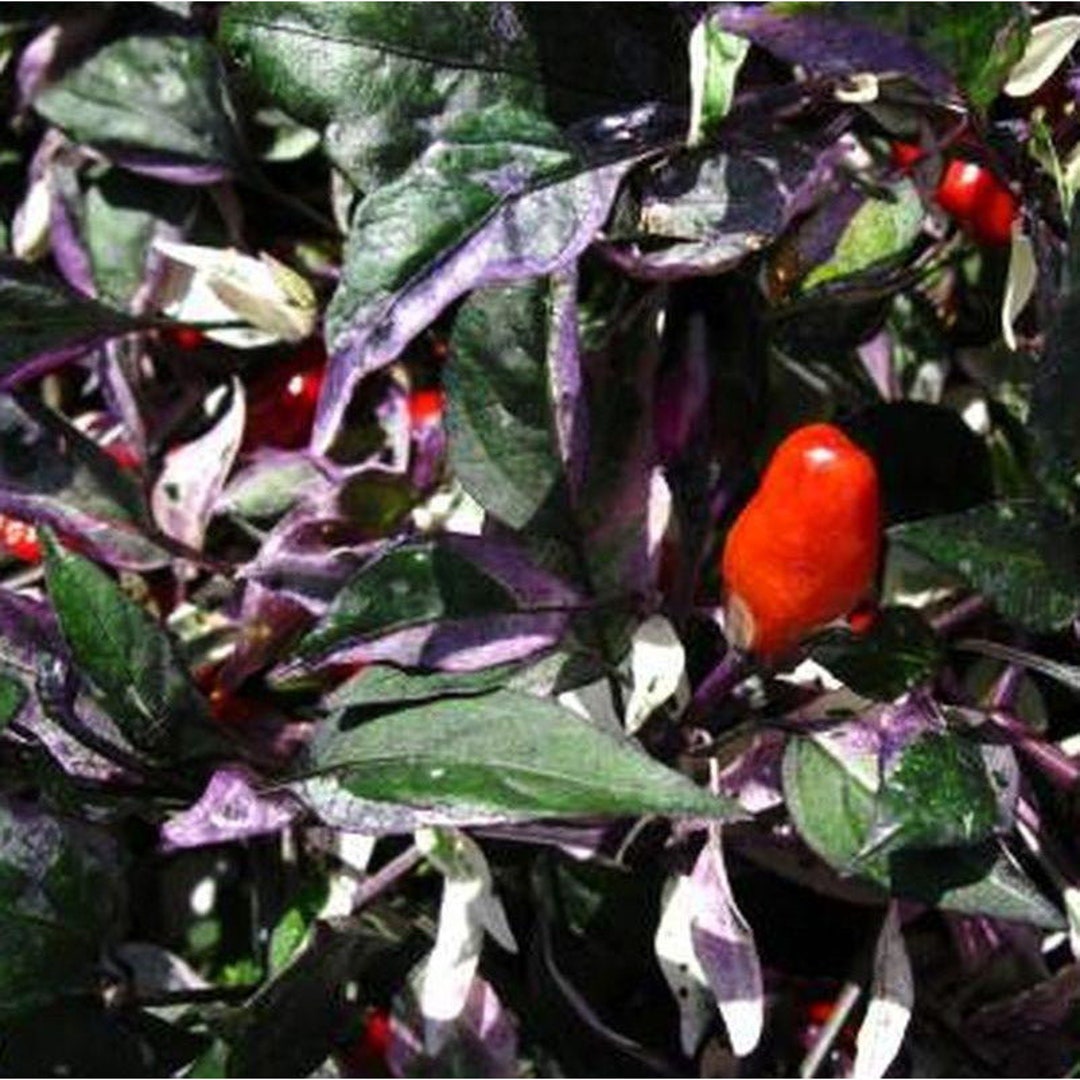 Calico Pepper Seeds - Etsy